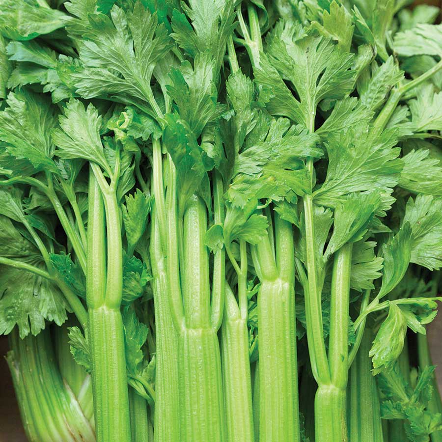 Celery Tango Seedlings - Cherry Tree Farm