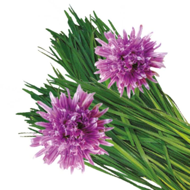 Buy Cherries Online - Cherry Tree Farm | Cromwell | Shipped NZ Wide