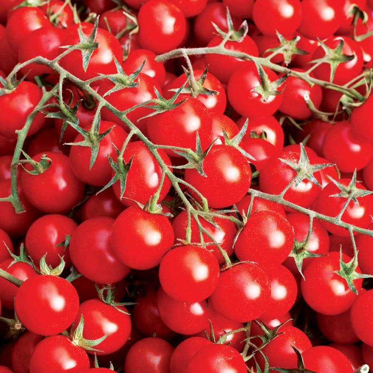 Buy Cherries Online - Cherry Tree Farm | Cromwell | Shipped NZ Wide